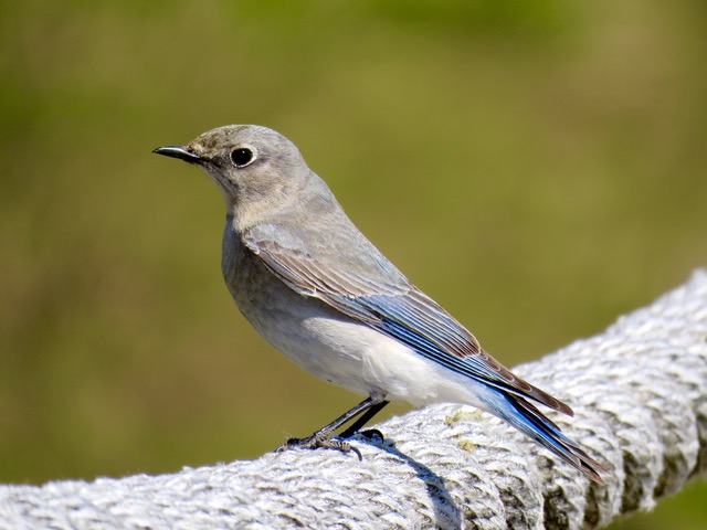 Mountain Bluebird, Molly Sultany | Oregon Birding Association