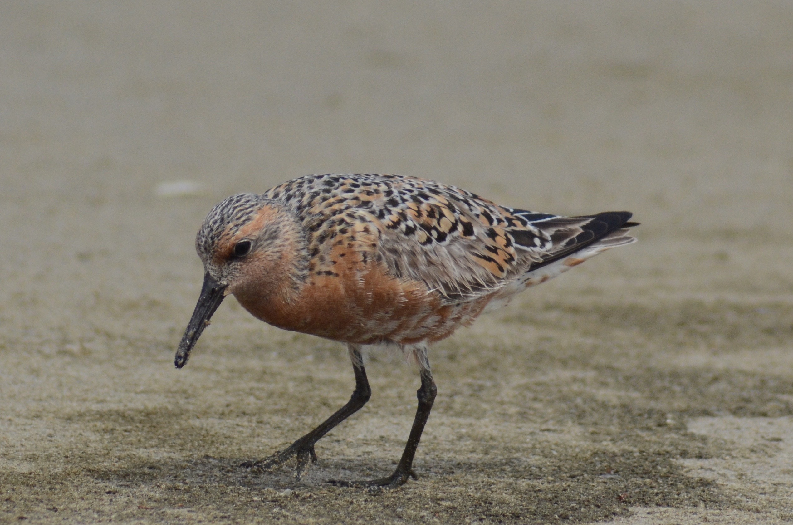Red Knot | Oregon Birding Association