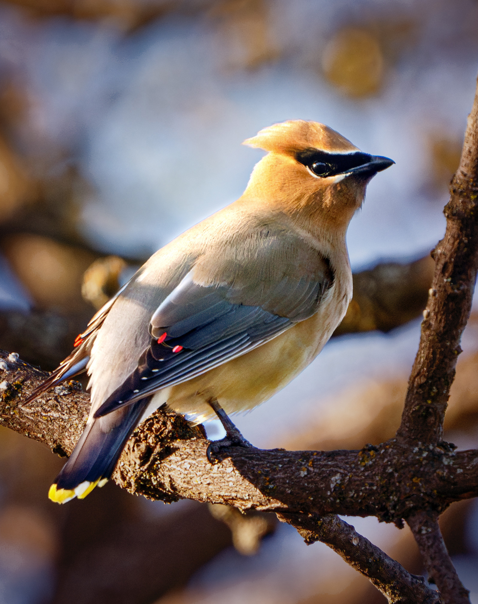 Cedar Waxwing | Oregon Birding Association