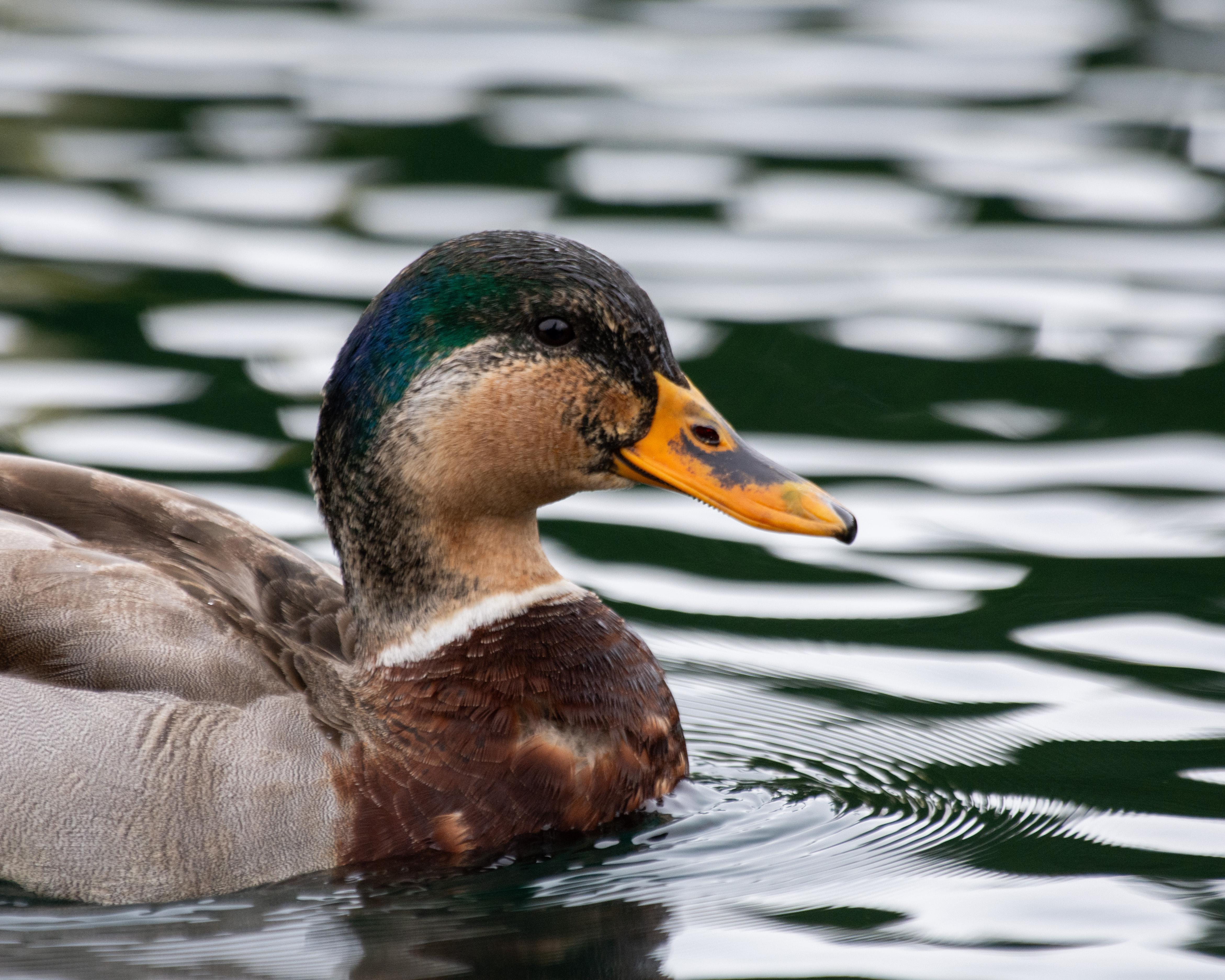 Mallard | Oregon Birding Association