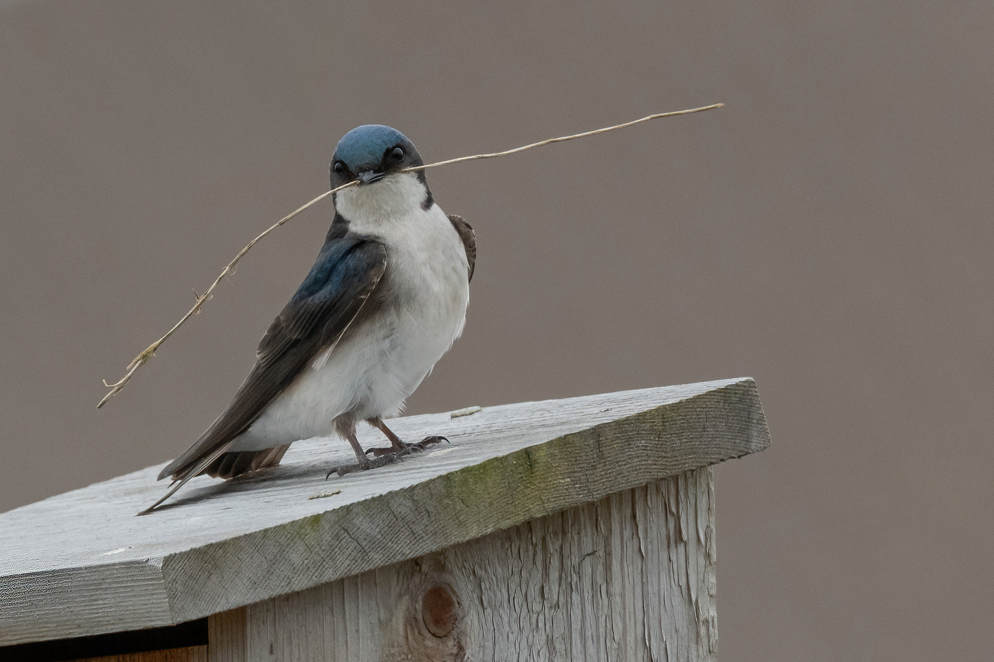 Tree Swallow in Lincoln County by Amy Williams | Oregon Birding Association