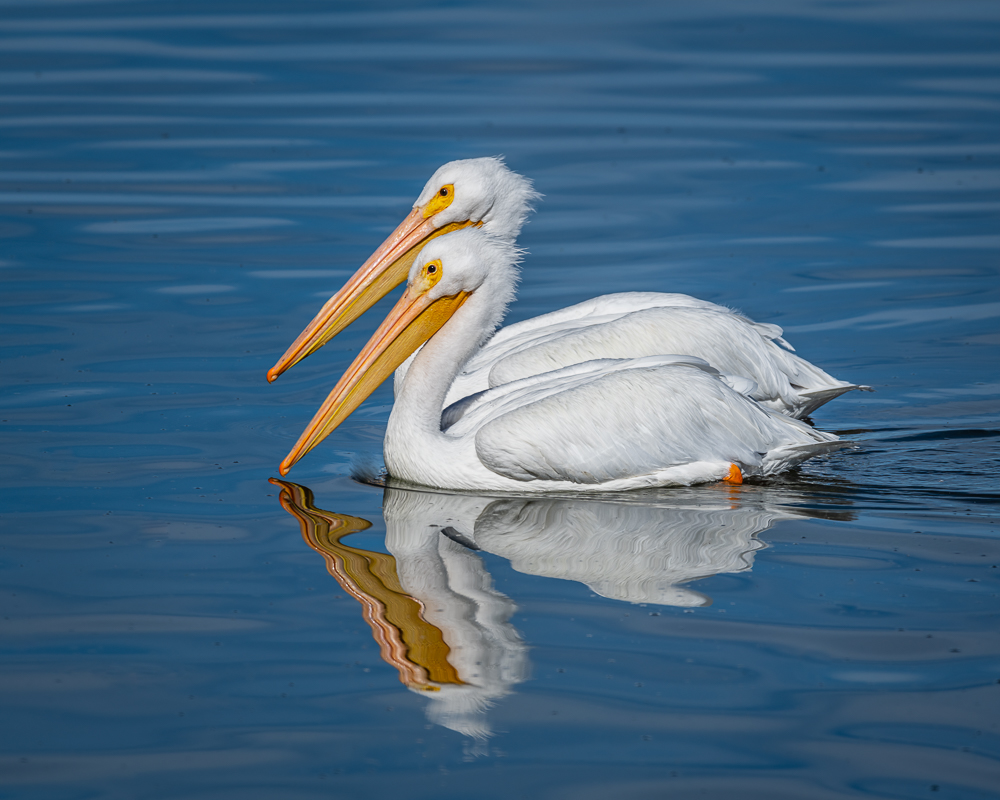 American White Pelicans | Oregon Birding Association
