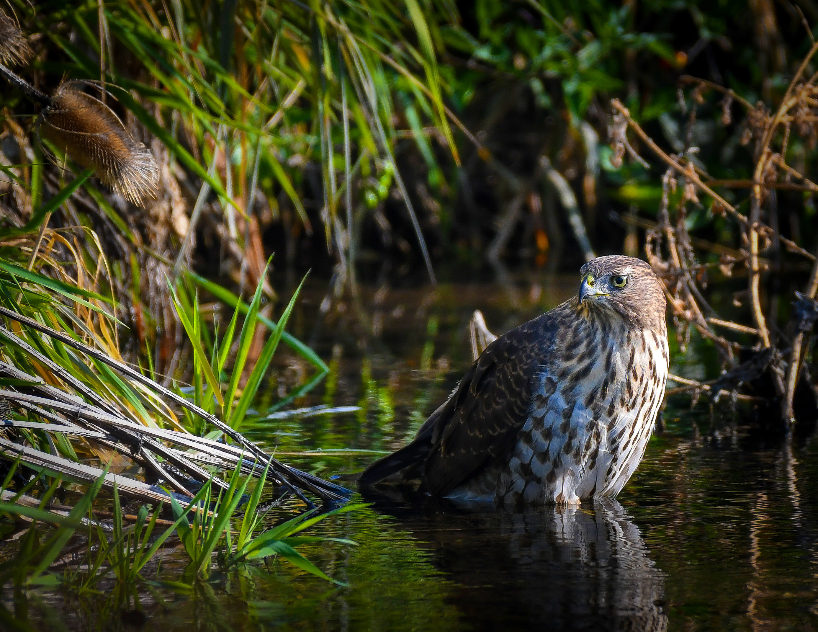Cooper’s Hawk | Oregon Birding Association