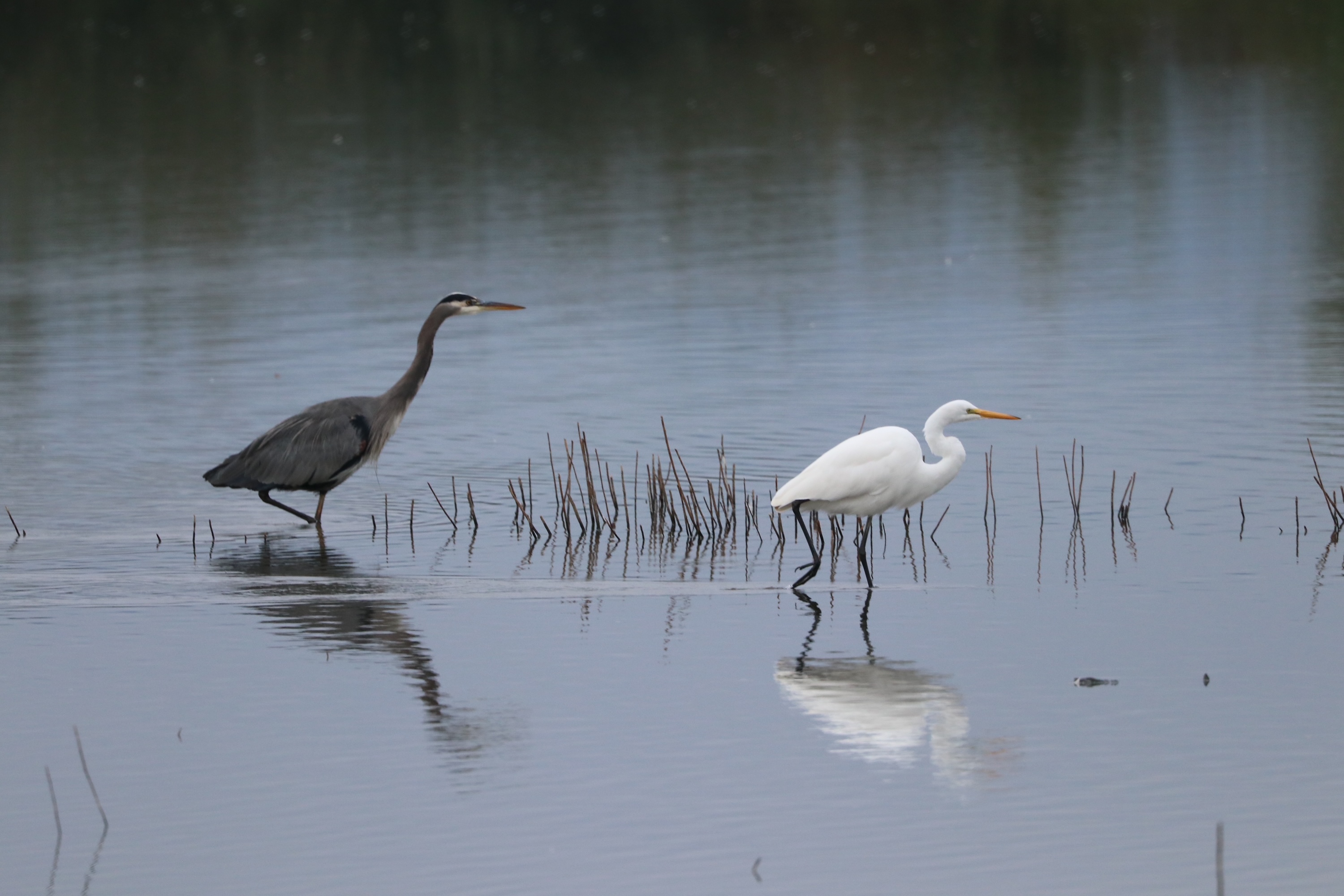 Great Blue Heron and Great Egret | Oregon Birding Association