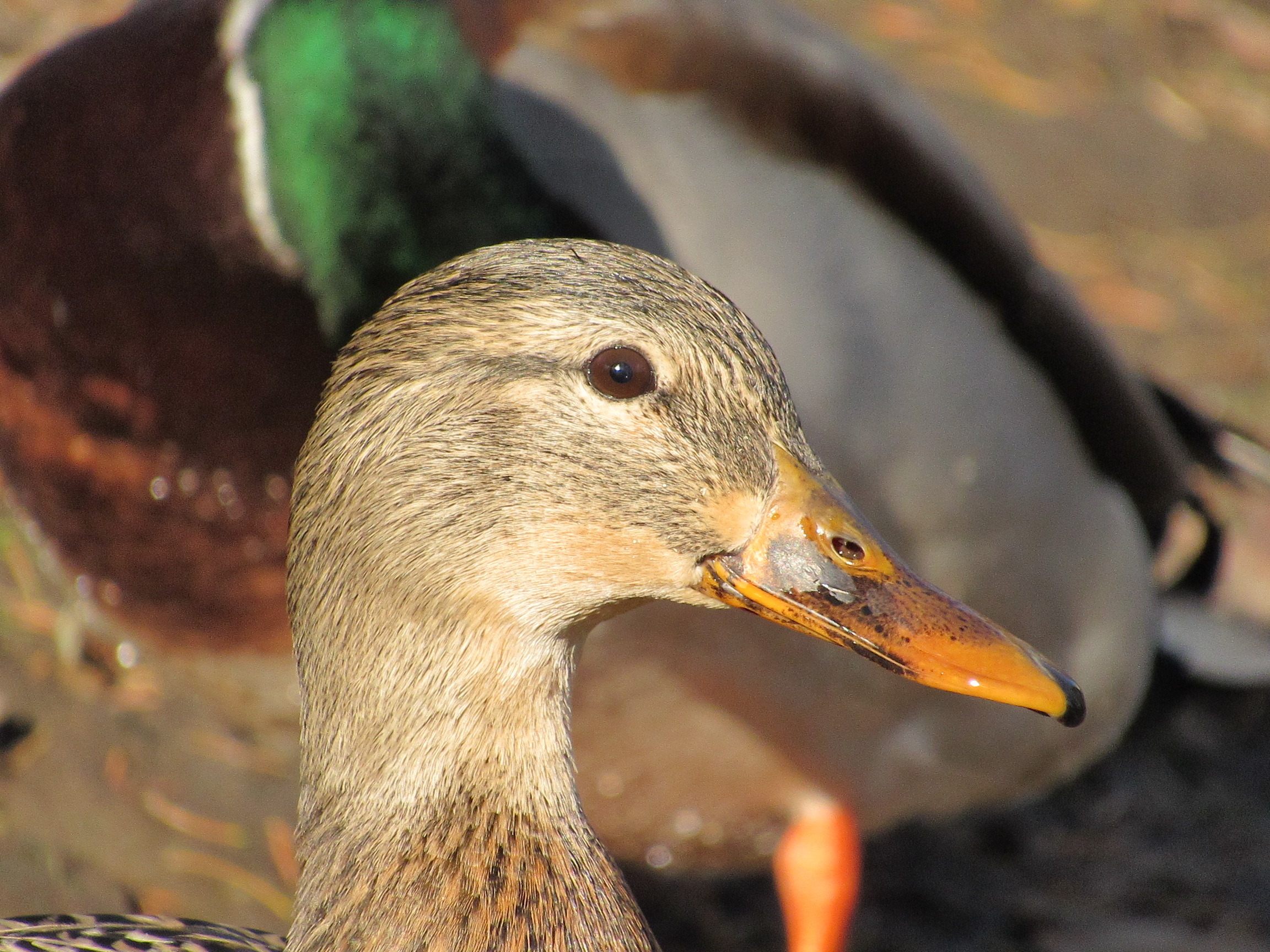 Mallard | Oregon Birding Association