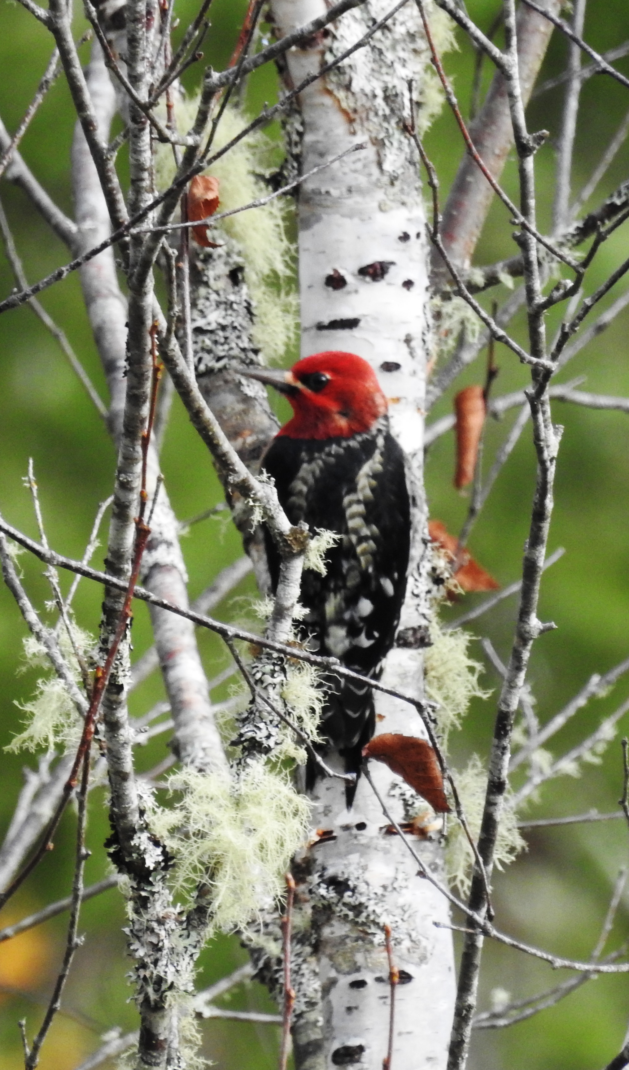 Red-breasted Sapsucker | Oregon Birding Association
