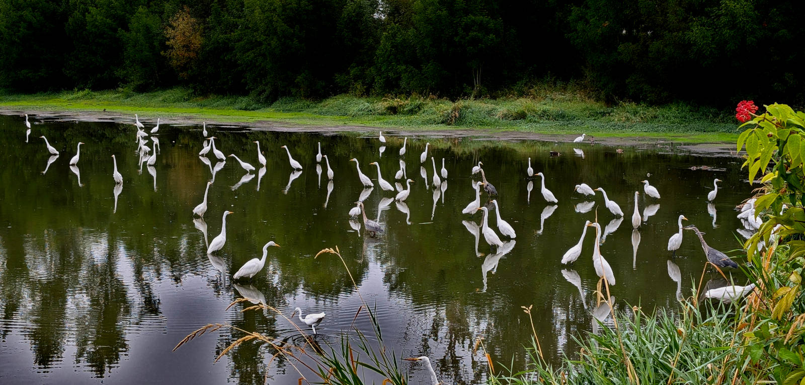 Great-Egrets-mostly-in-Multnomah-Co | Oregon Birding Association