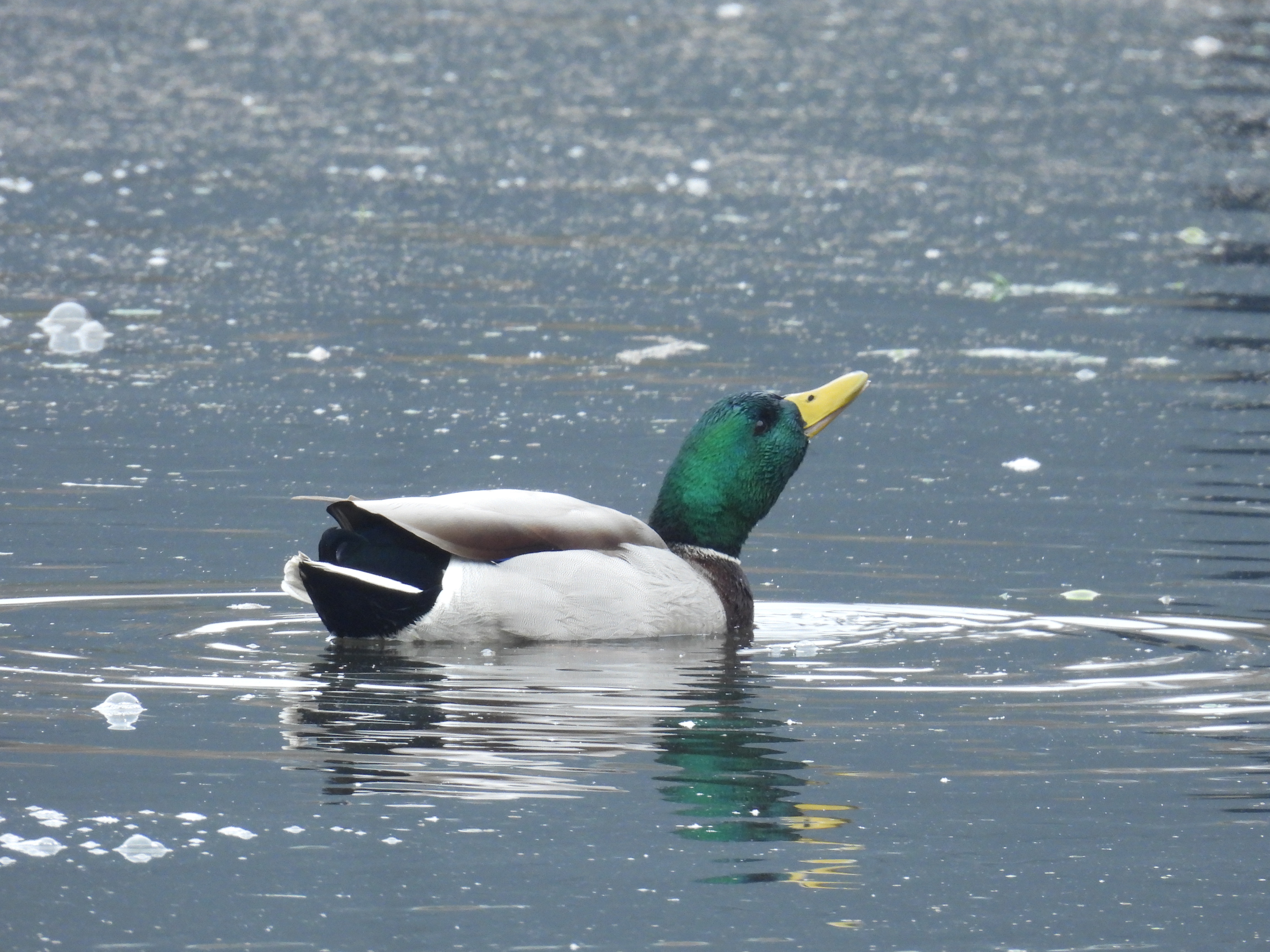 Mallard-in-Multnomah-Co | Oregon Birding Association