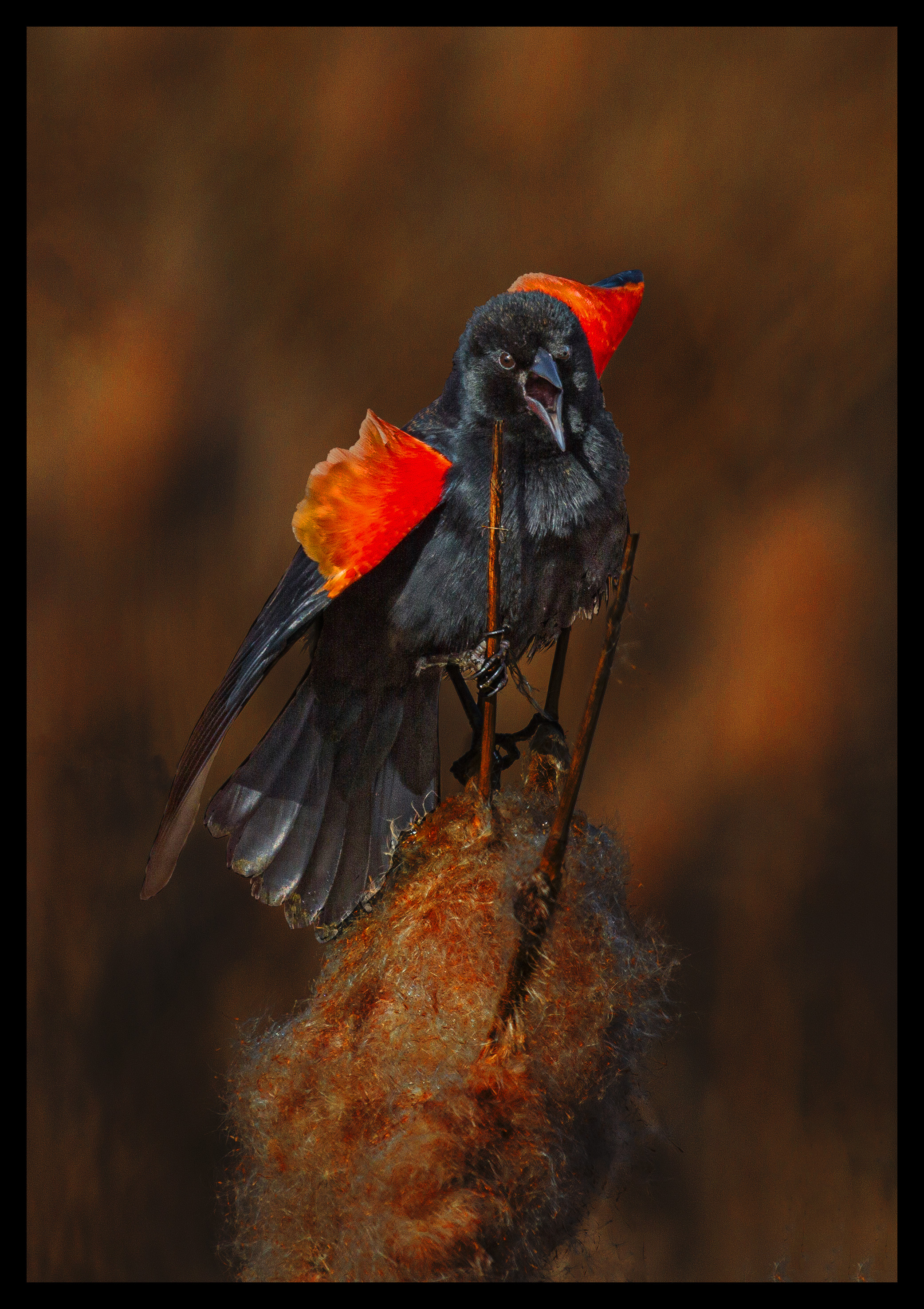 Red-winged Blackbird, photo by Allen Brooks | Oregon Birding Association