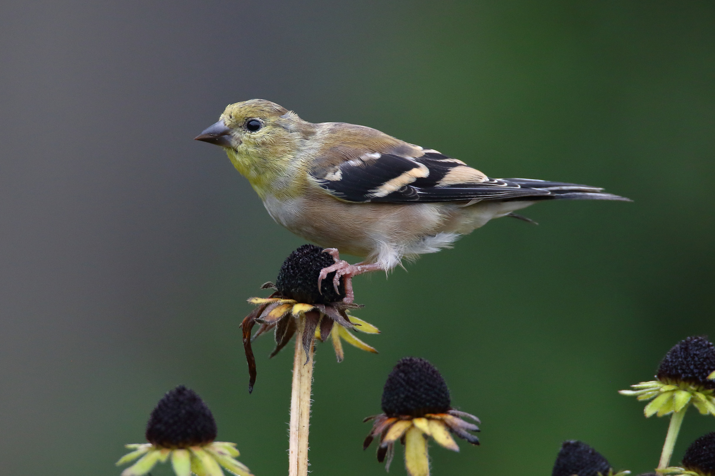 American Goldfinch | Oregon Birding Association