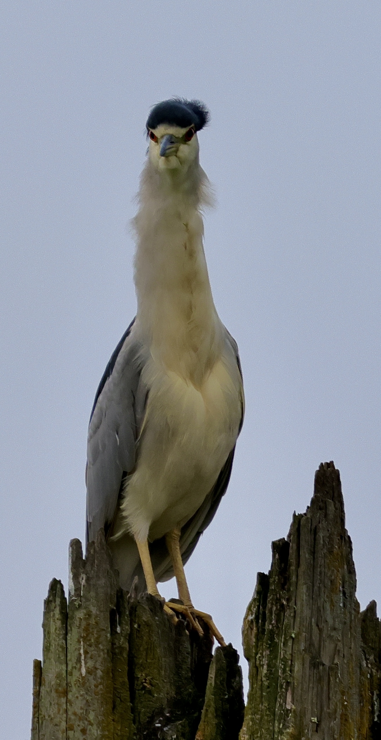 Black-crowned-Night-Heron-in-Washington-Co | Oregon Birding Association