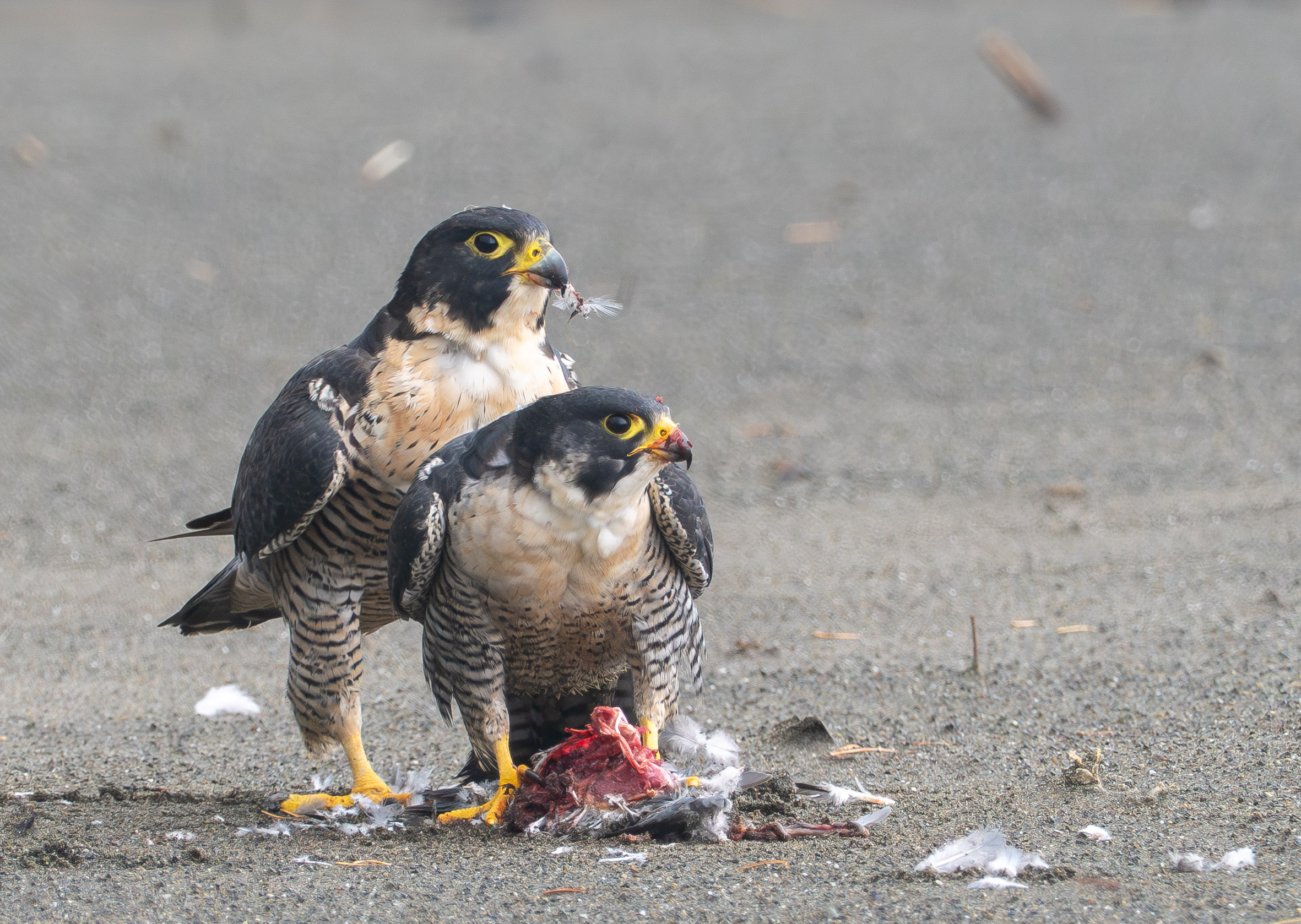 Peregrine Falcons in Curry County by Rowland Willis | Oregon Birding ...