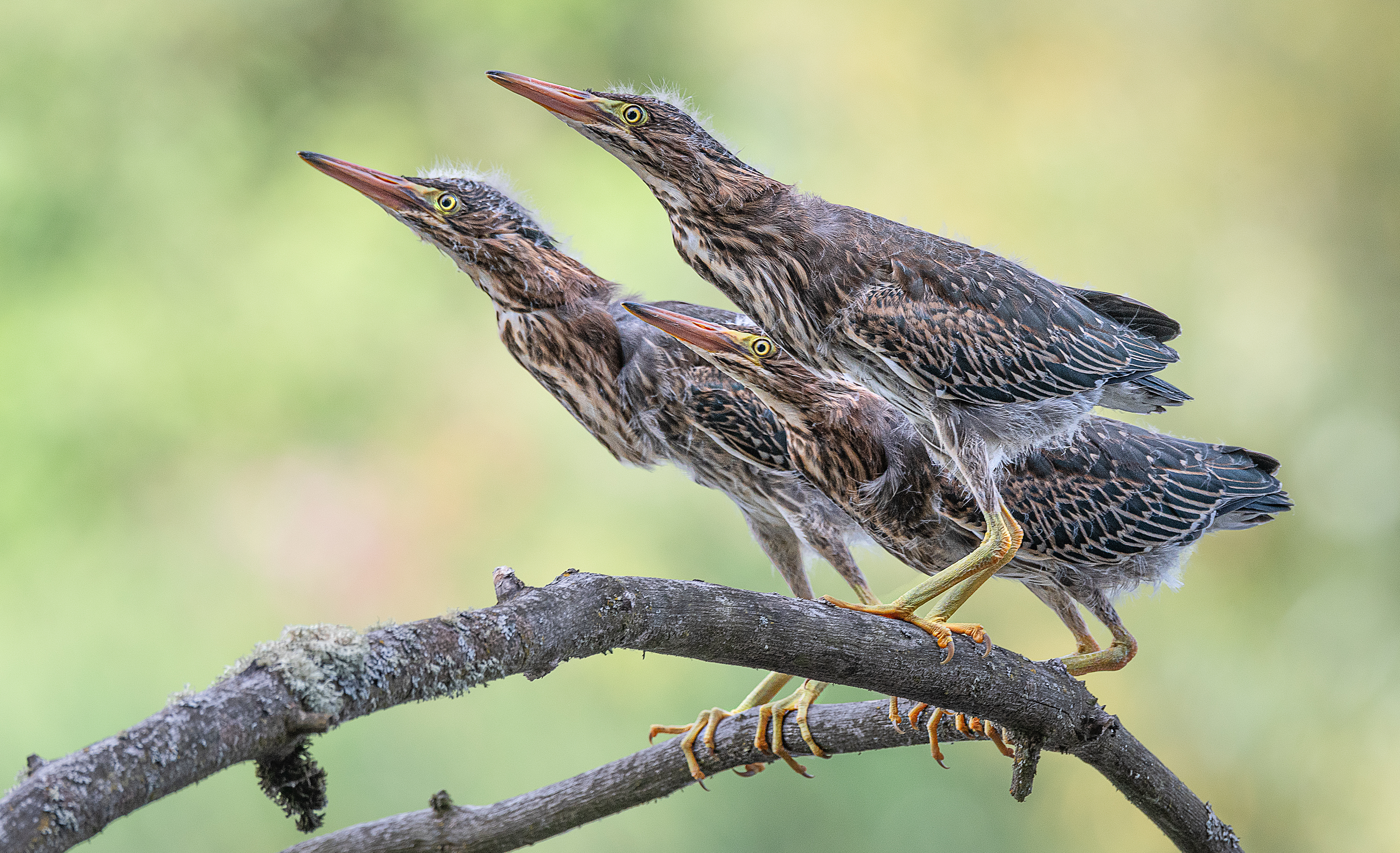 Kenneth Goldman | Oregon Birding Association