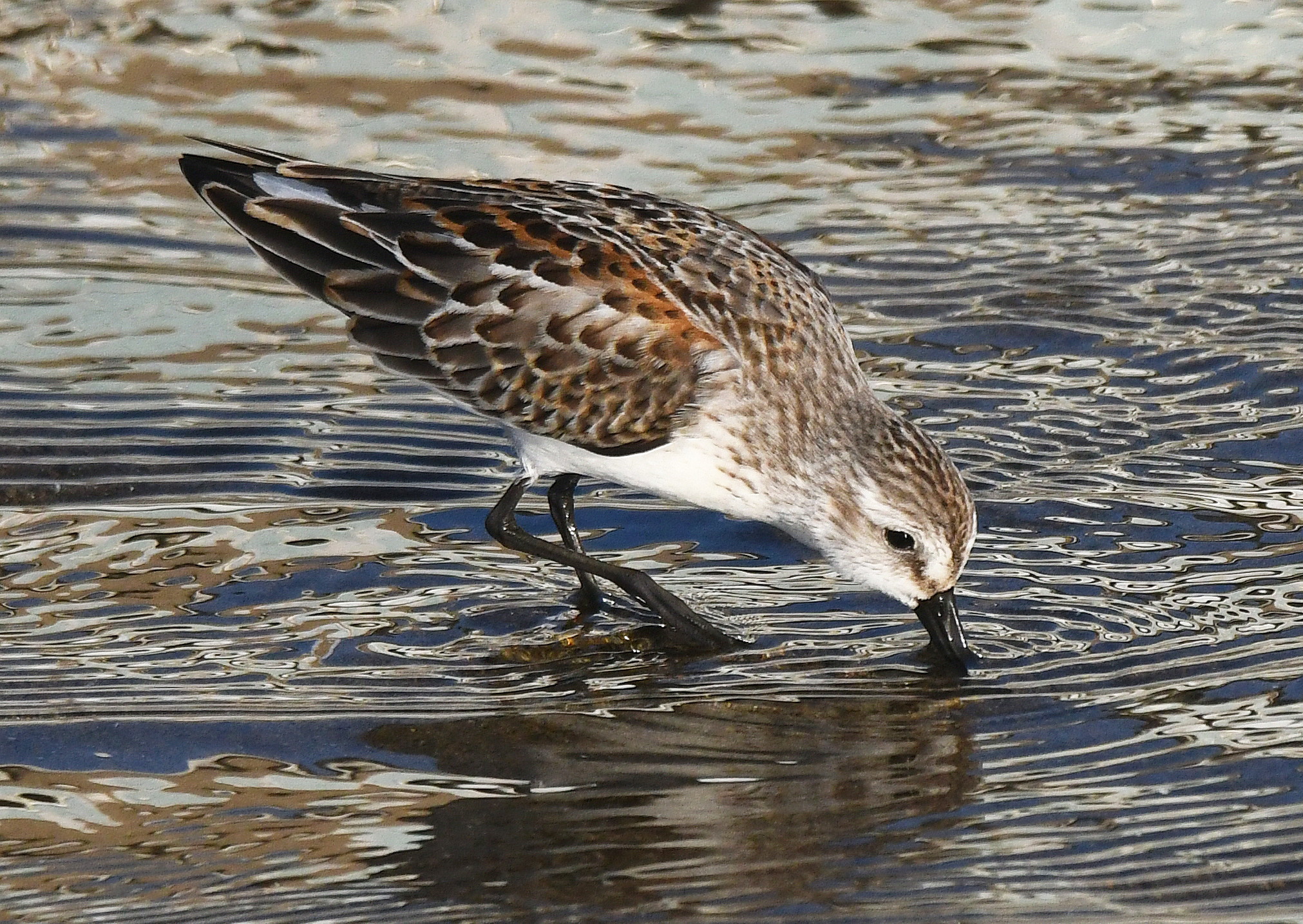 Phil Pickering | Oregon Birding Association