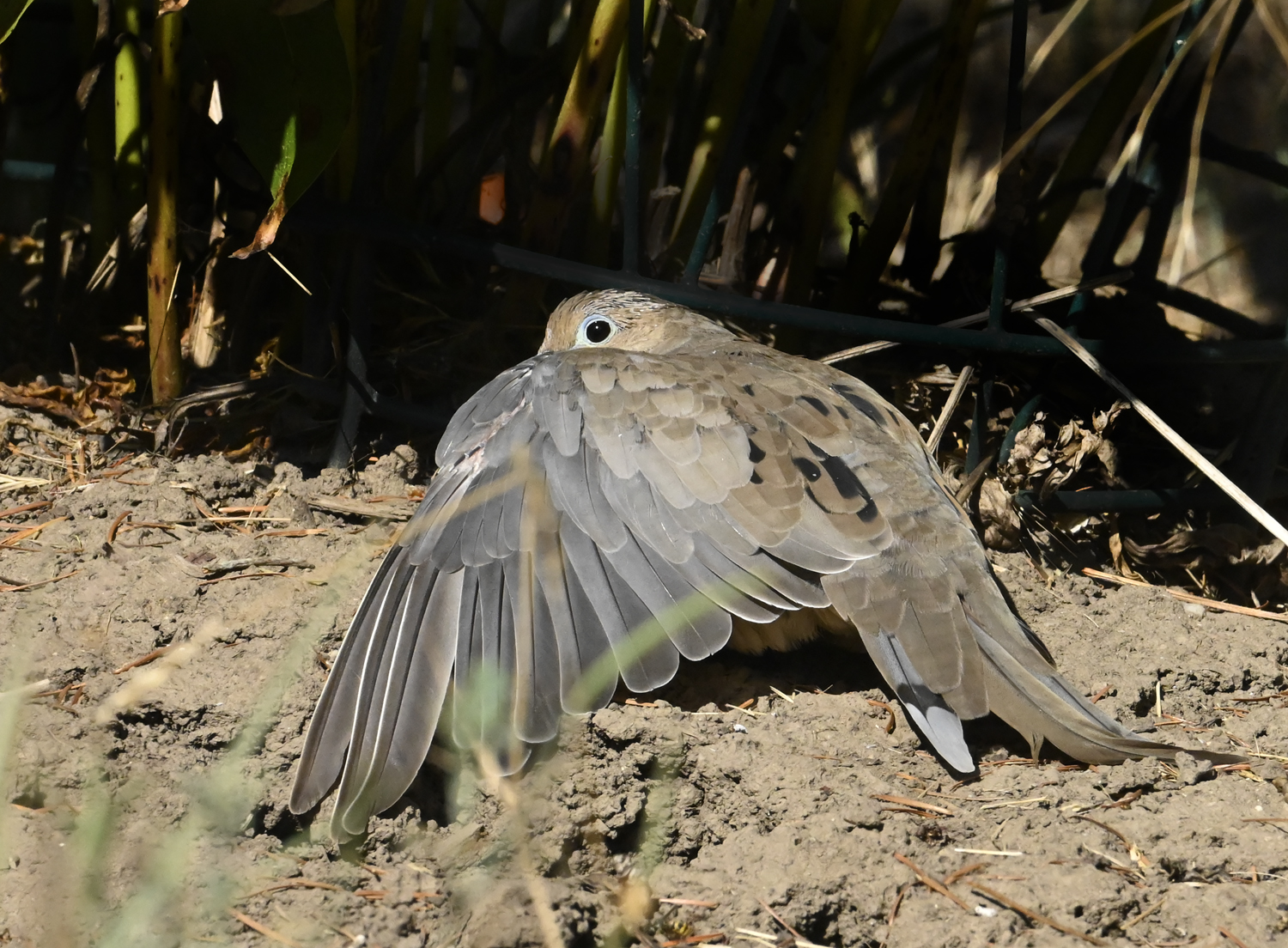 Mourning Dove in Washington County by Kevin Smith | Oregon Birding ...