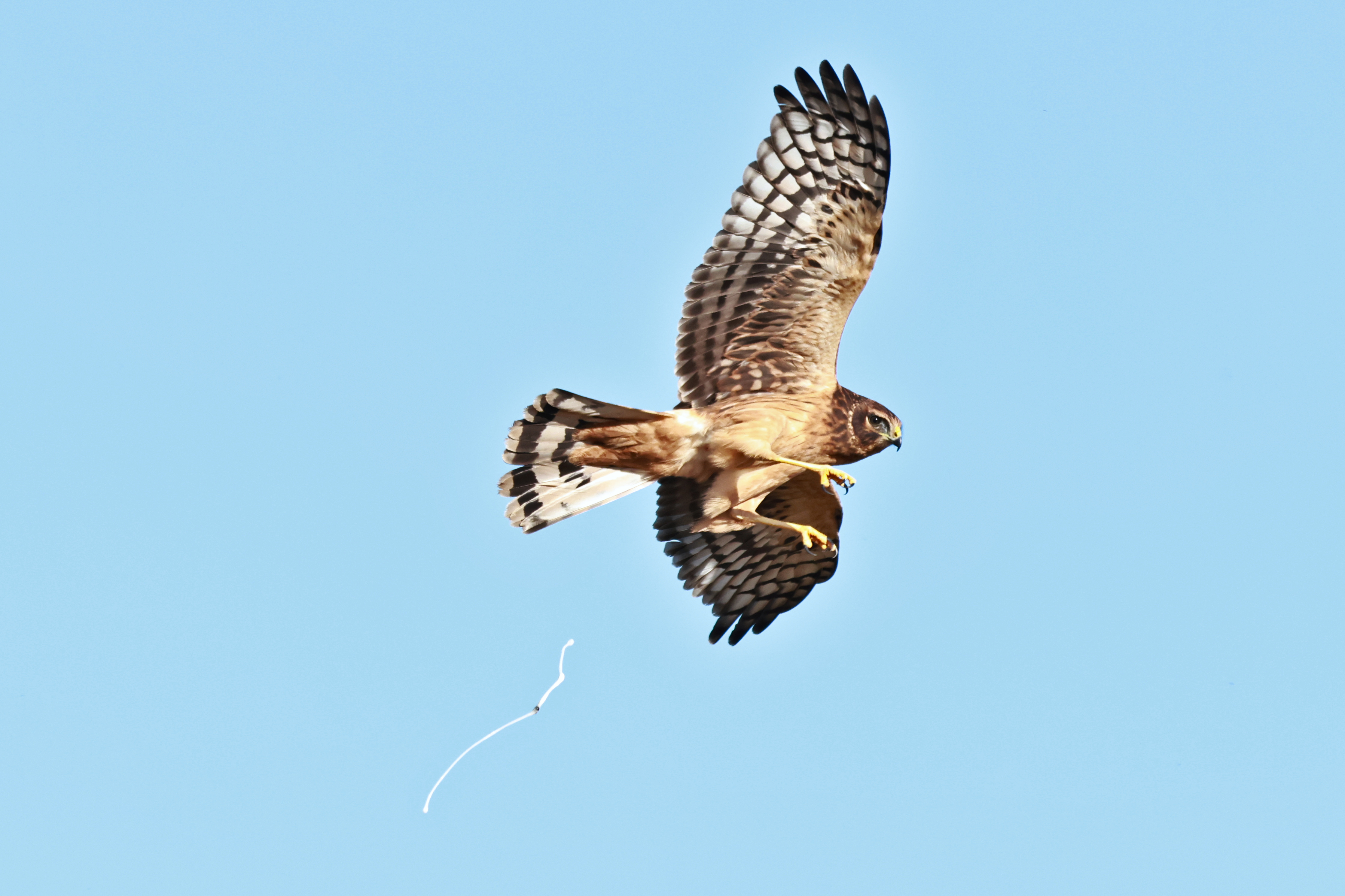 Northern Harrier in Lane County by Jesse Pline | Oregon Birding Association