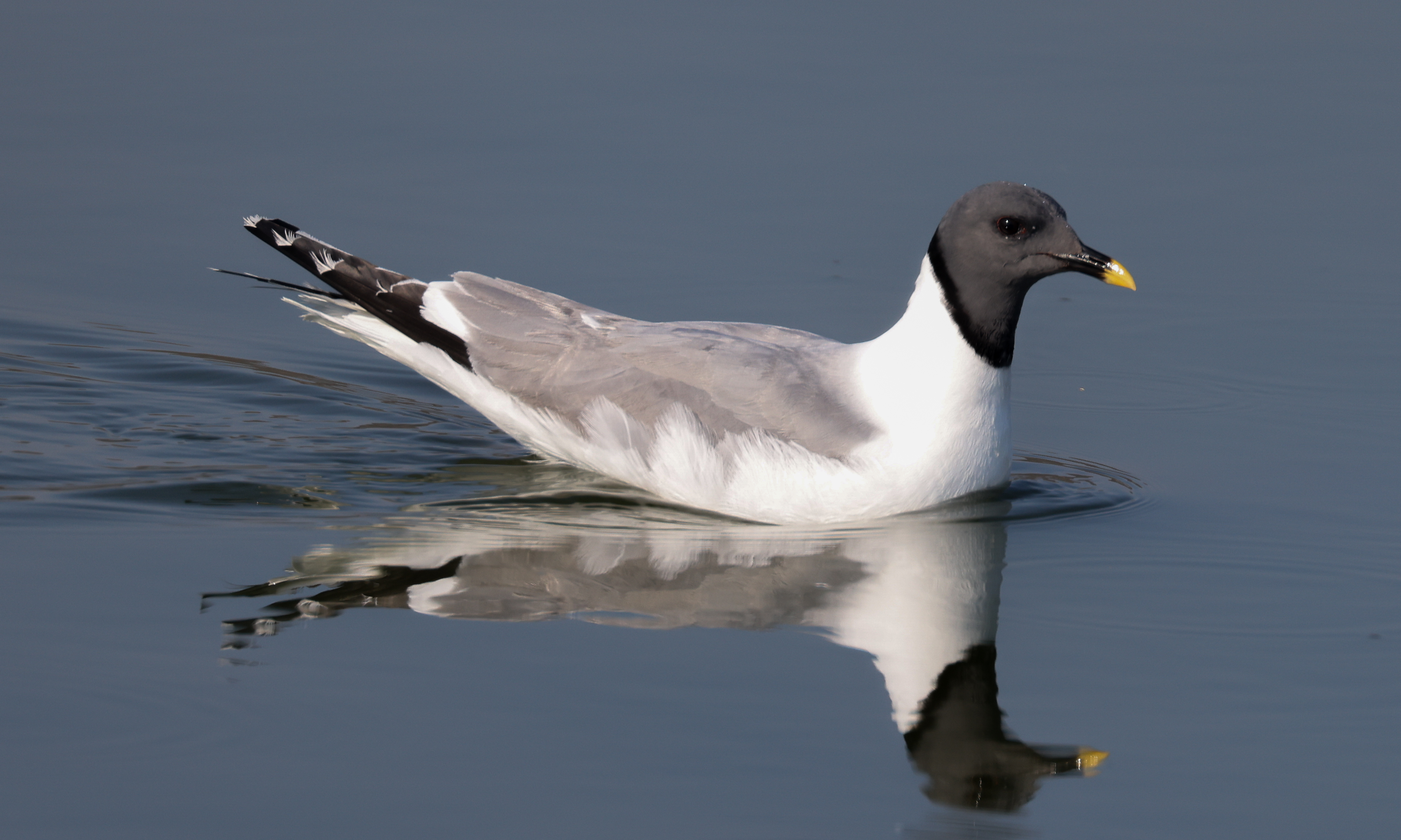Sabine’s Gull in Crook County by Charles Gates | Oregon Birding Association