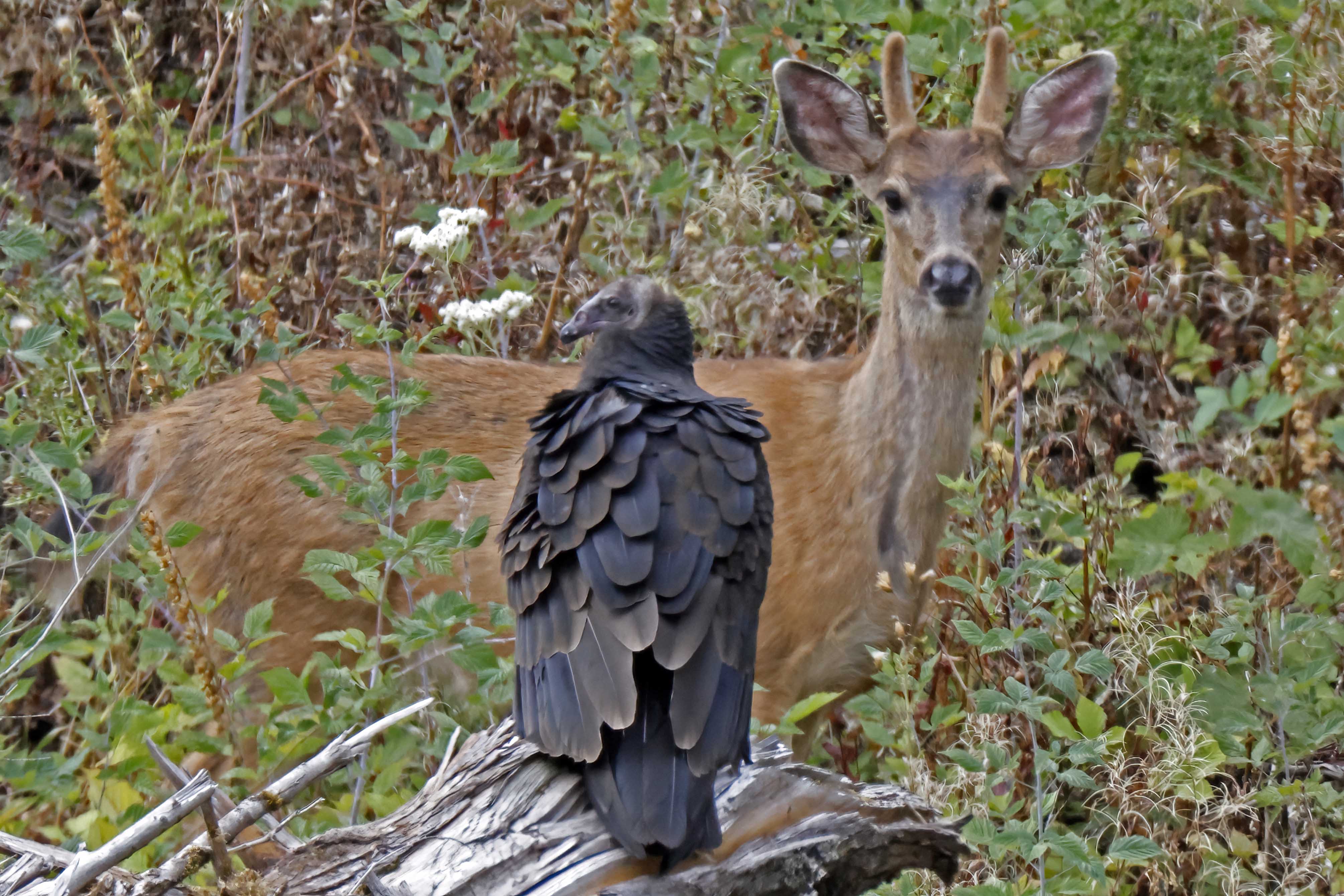 Turkey Vulture in Yamhill County by Anonymous | Oregon Birding Association