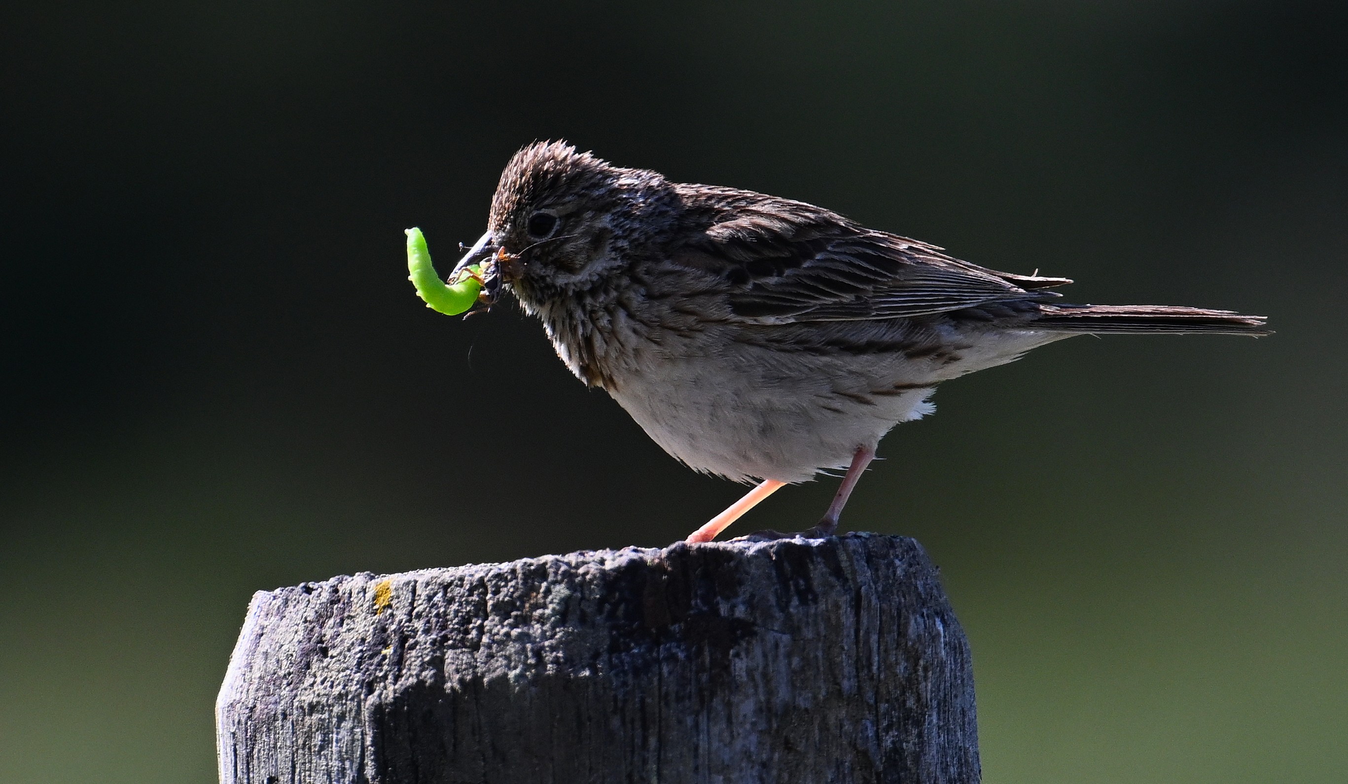 Vesper Sparrow in Jackson County by Lee French | Oregon Birding Association