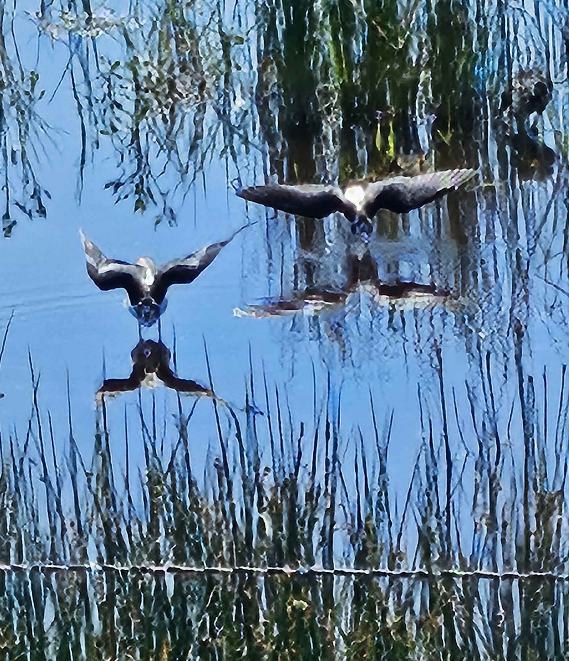 Black-necked-Stilts-in-Harney-County-by-Mary-Reece | Oregon Birding ...