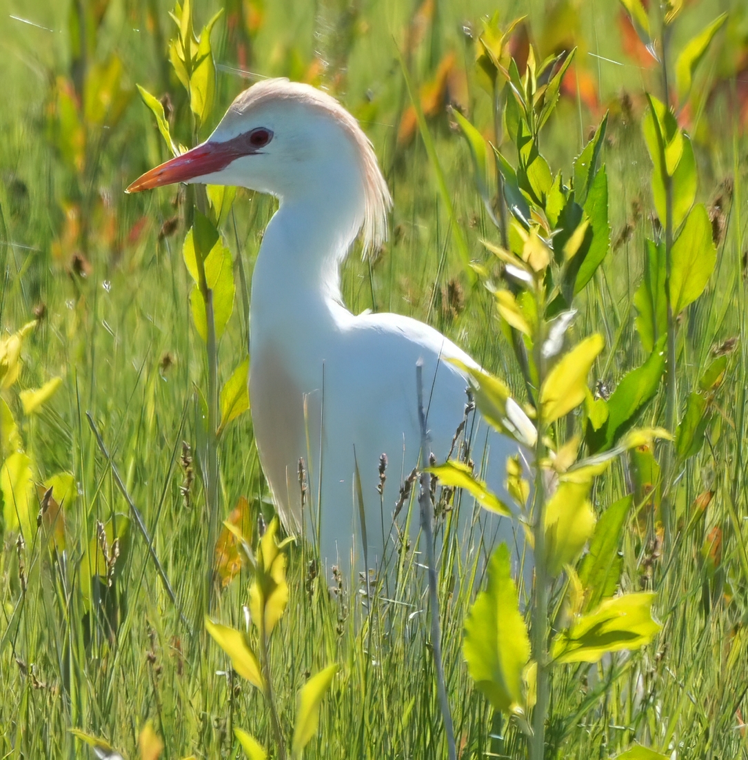 Cattle-Egret-in-Harney-County-by-Georges-Kleinbaum | Oregon Birding ...