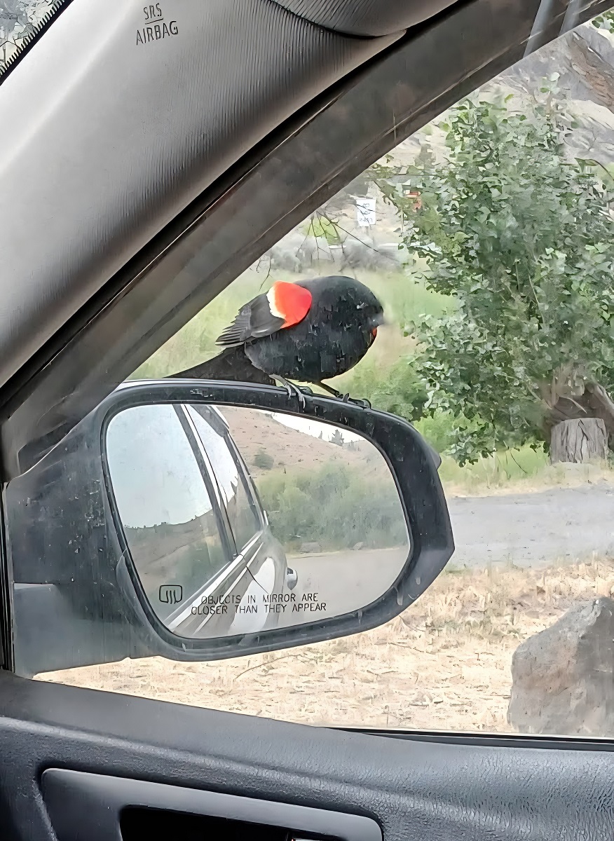 Red-winged-Blackbird-in-Deschutes-County-by-Christopher-O’Brien ...
