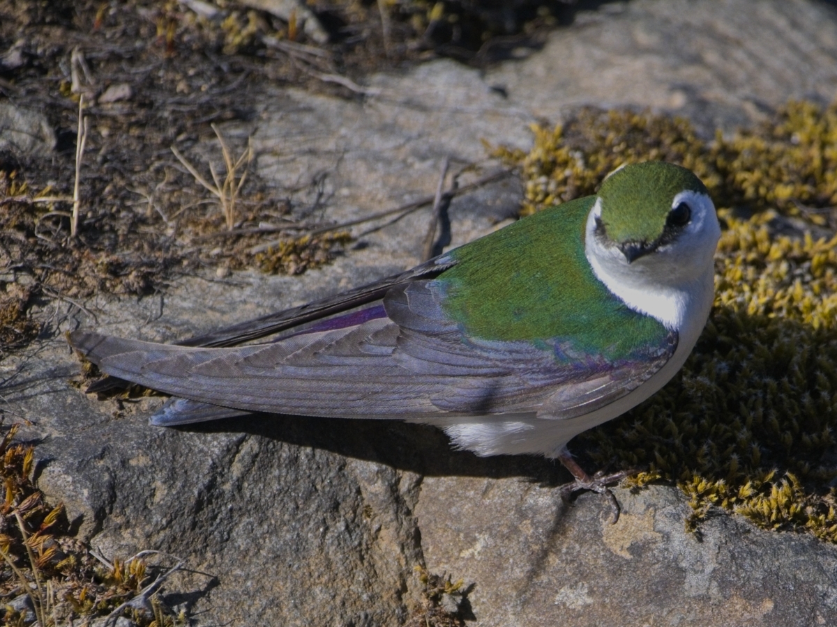 Violet-green-Swallow-in-Lane-County-by-Monty-Mattox | Oregon Birding ...