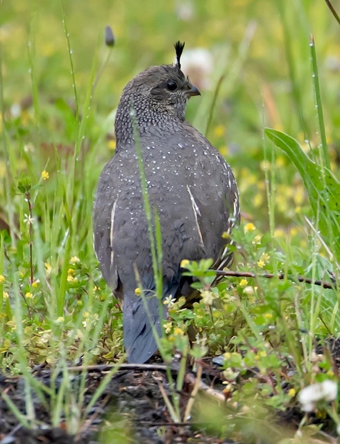 California Quail | Oregon Birding Association