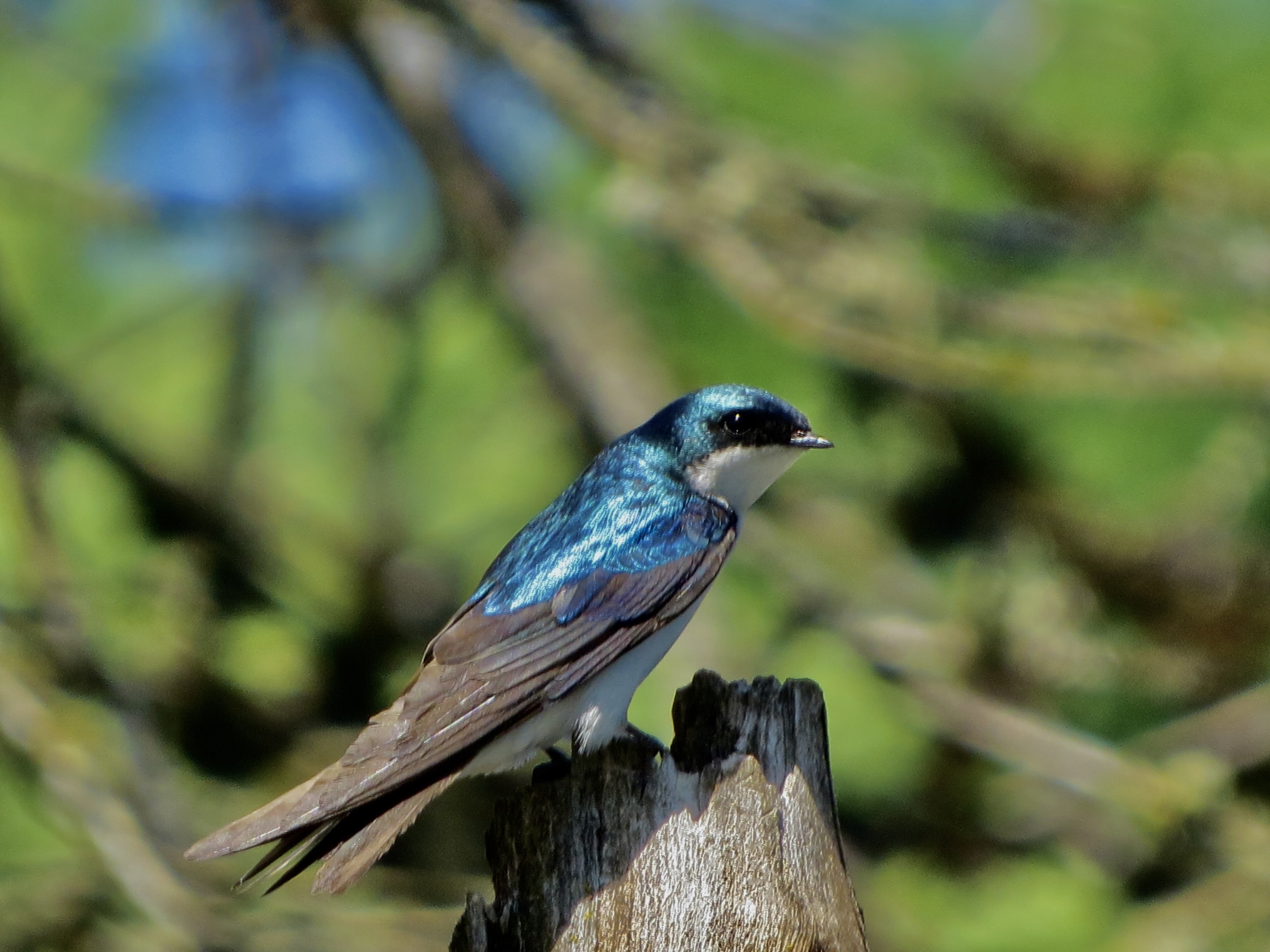 Tree Swallow | Oregon Birding Association