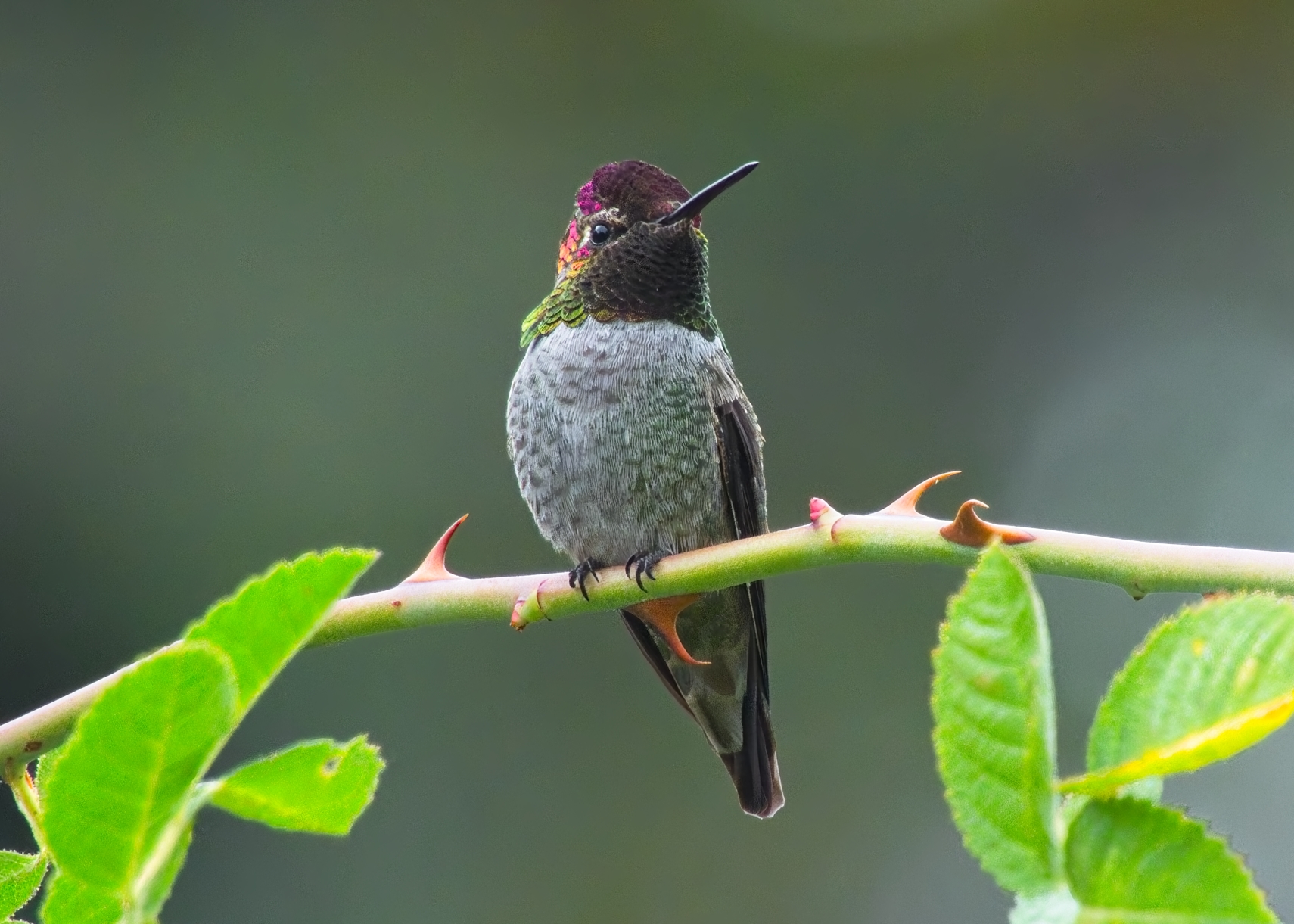 Anna’s Hummingbird in Multnomah County by Julia More | Oregon Birding ...