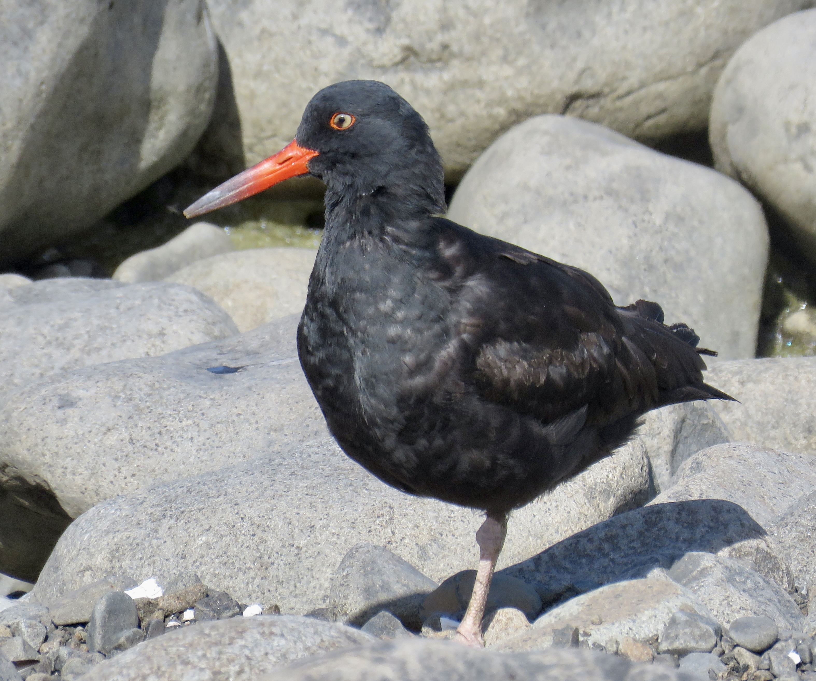 Black Oystercatcher in Clatsop County by Molly Sultany | Oregon Birding ...